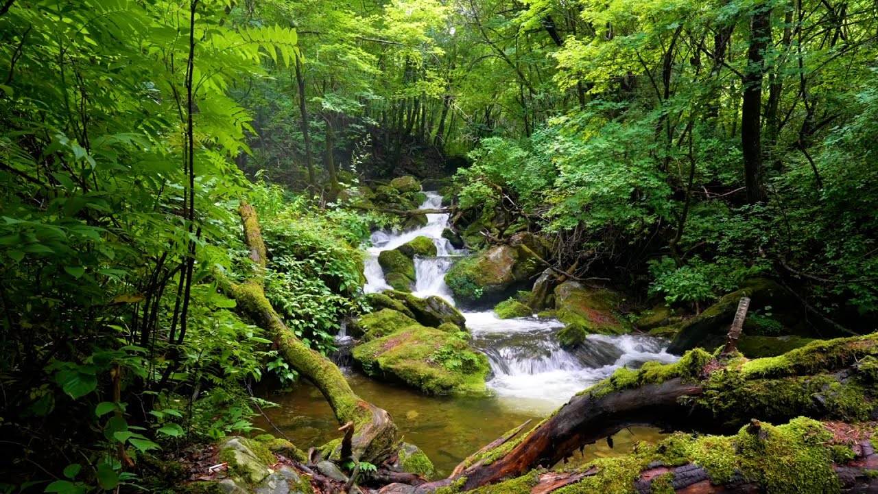 Hypnotic Forest Sounds to overcome insomnia, relieve stress, relax your ...