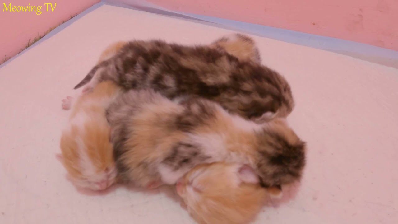 5 kittens 3 days old. - YouTube