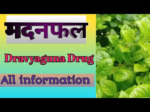 मदनफल ।Madanphal |Randia dumetorum Ayurvedic drug ,plant - YouTube