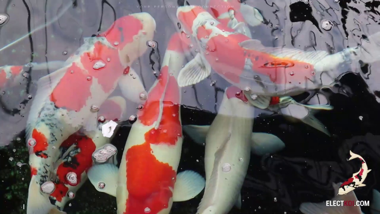 Koi Farms Japan SelectKoi.com - YouTube