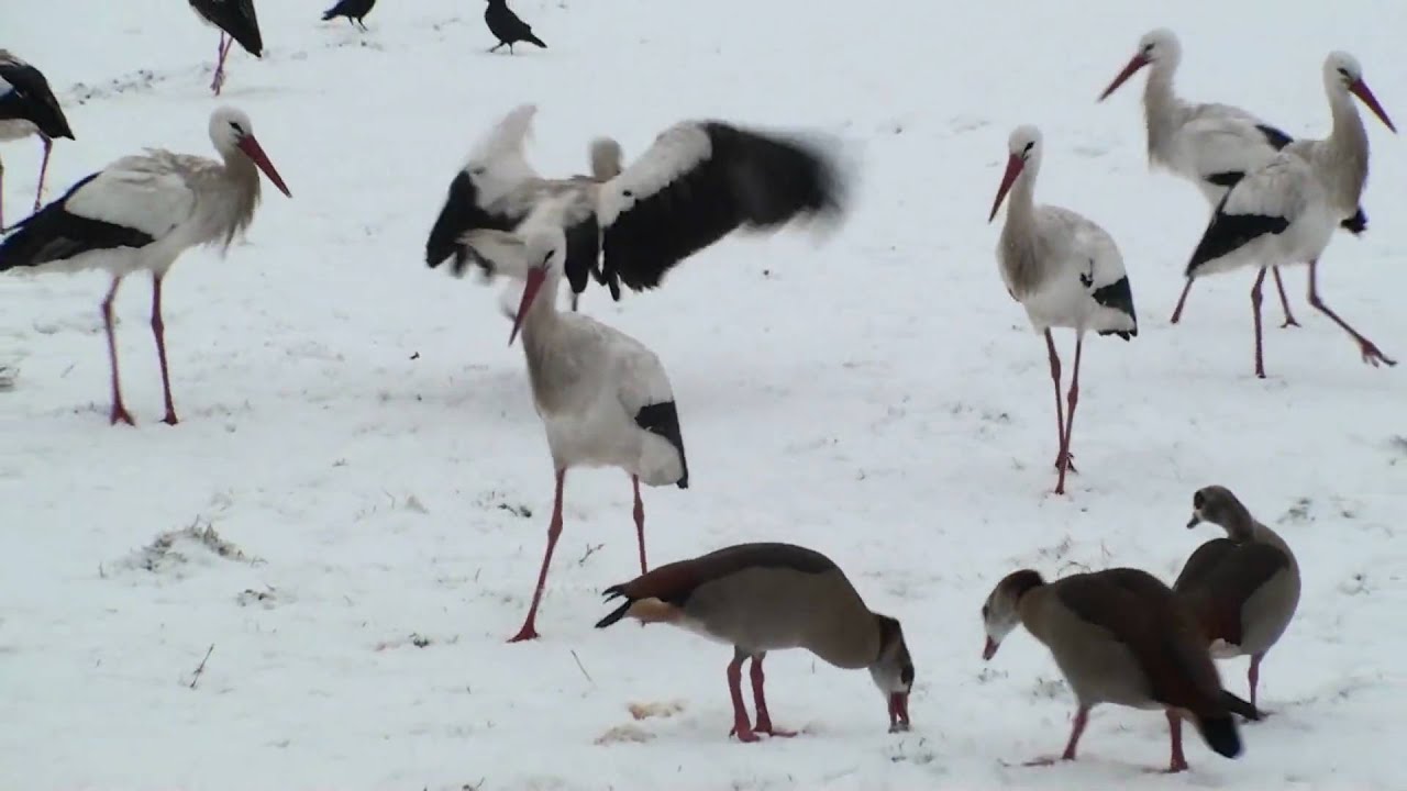 Storks in snow, The Hague, The Netherlands, 1080p HD - YouTube