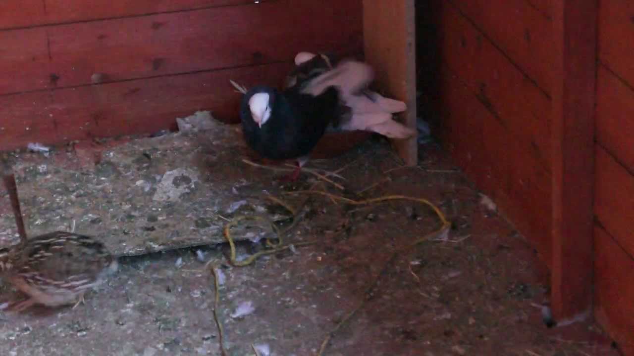 Old Dutch Capuchines Pigeon Making Her Nest - YouTube