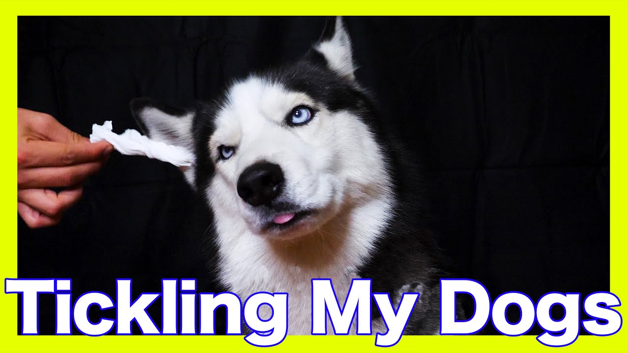 Is It Bad To Tickle Your Dog