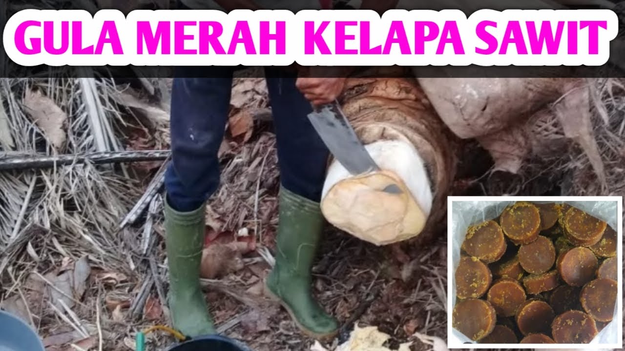 Gula Merah Kelapa Sawit | Tutorial Cara Buat Gula Merah Kelapa Sawit ...