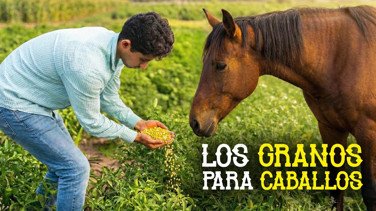 Los GRANOS que necesitan el caballo para poder rendir durante toda una ...