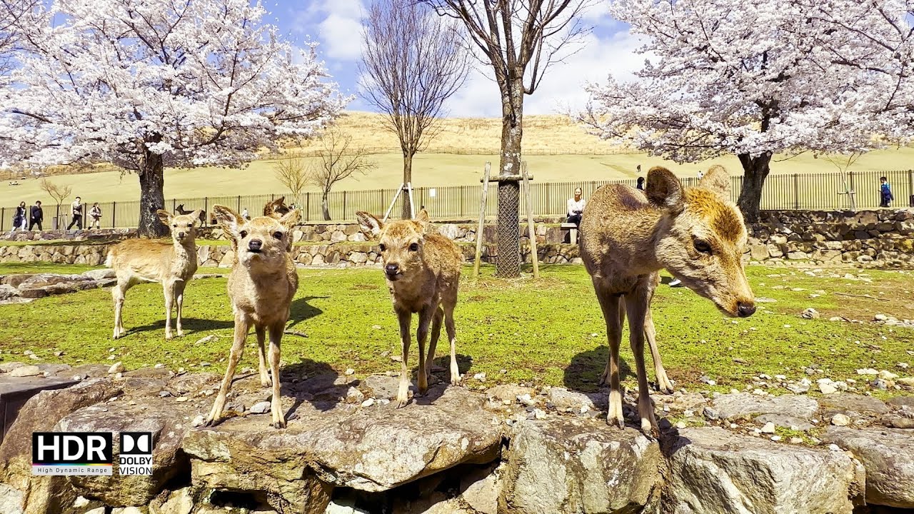 Full Bloom cherry blossom At Nara Park, Nara Japan 🌸 - YouTube