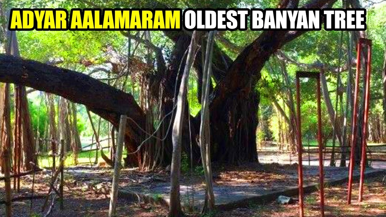 Adyar Aalamaram | Huddleston Gardens | India's oldest Banyan Tree ...