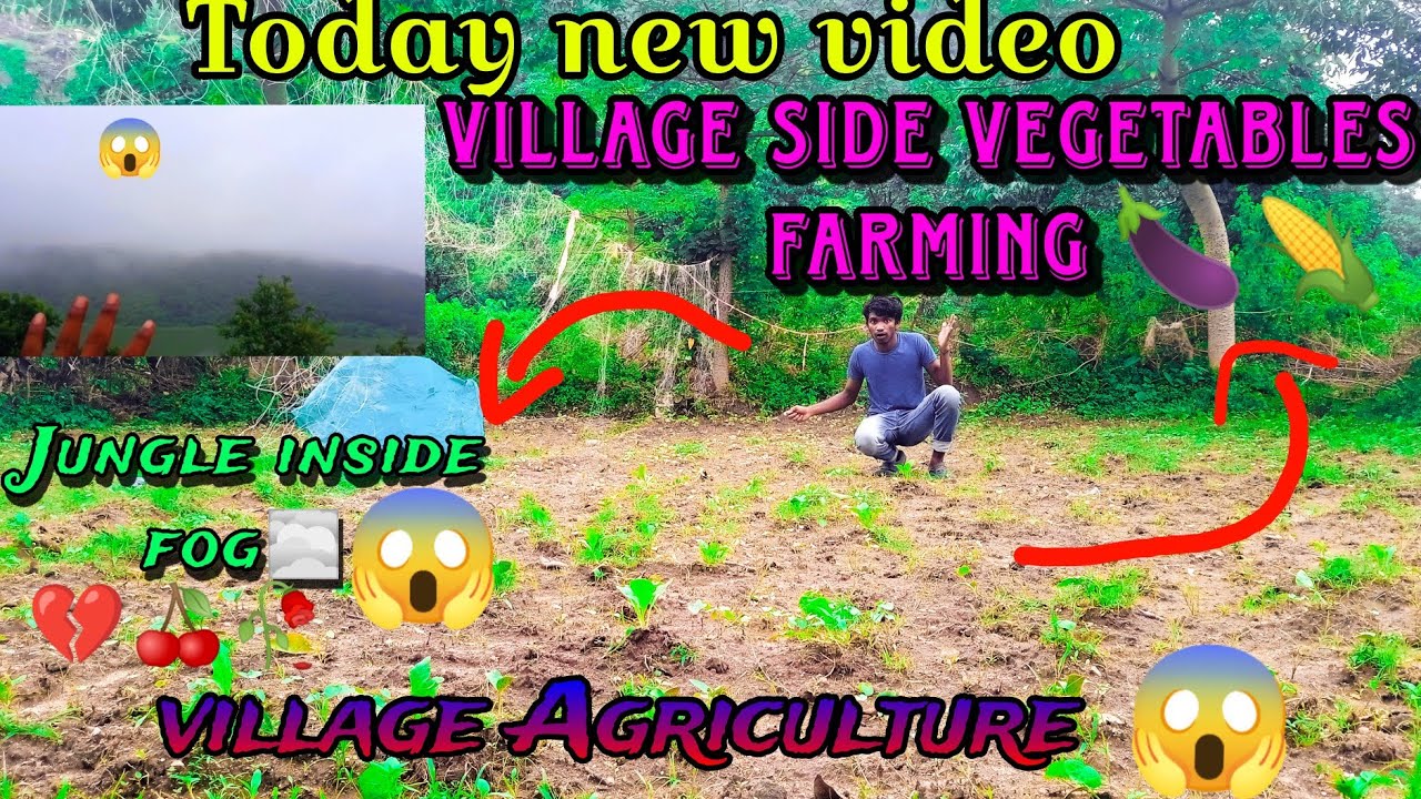 Village Side Vegetables Farming New Vlog || Forest Inside Fog 😱 ...