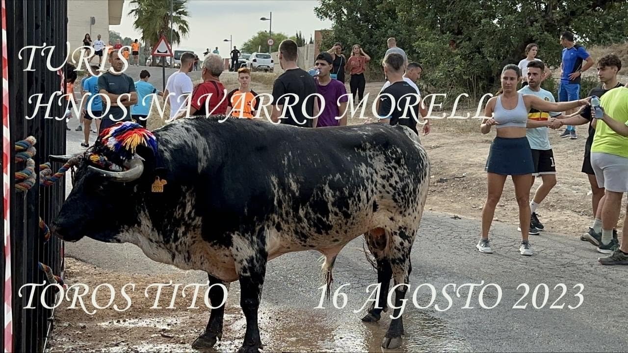 Toro encuerda Turis, Hnos Navarro Morell 4K - YouTube