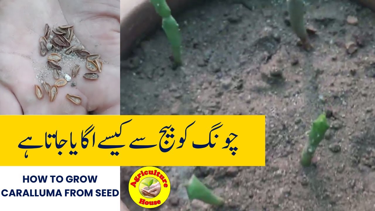 How to Grow Caralluma from seed/ Growing caralluma from seed - YouTube