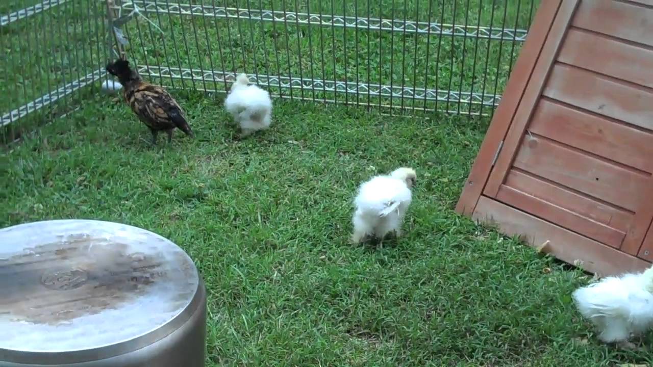 silkies, golden laced polish chicks. - YouTube