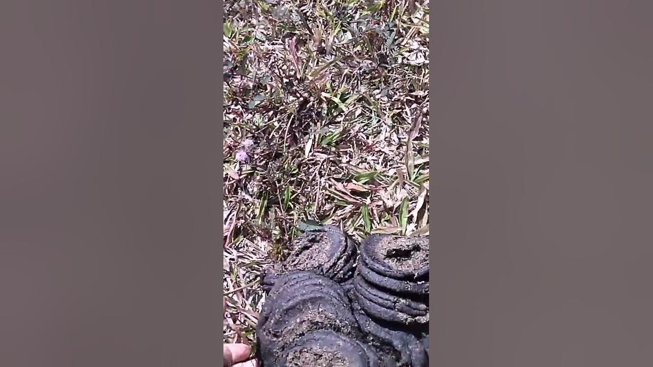 tae ng baka libri lang sa probinsia - YouTube