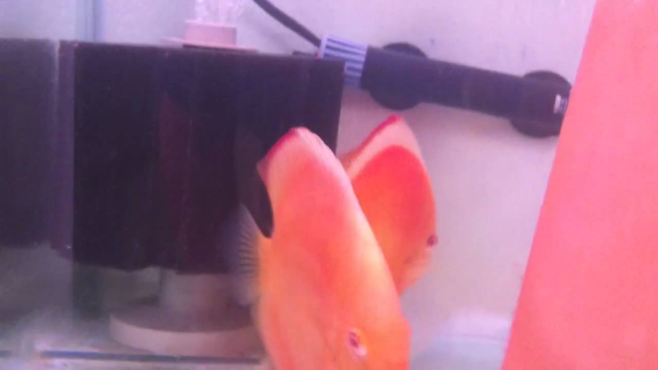breeding discus .discus fish room - YouTube