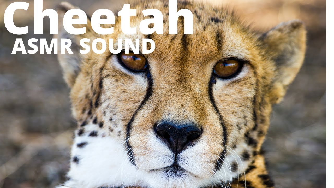 Sound Cheetah I Relaxing Sound for sleep - YouTube