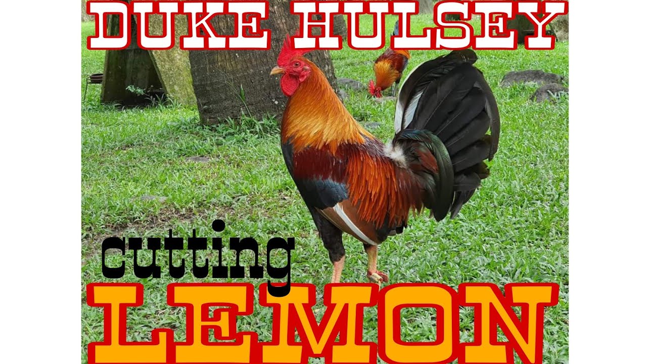 Lemon bloodline gamefowl @roundhead - YouTube