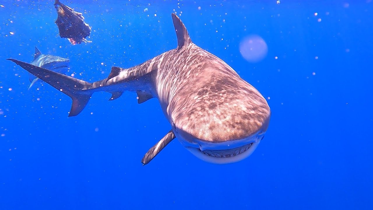 Swimming with Tiger sharks in Bermuda - YouTube