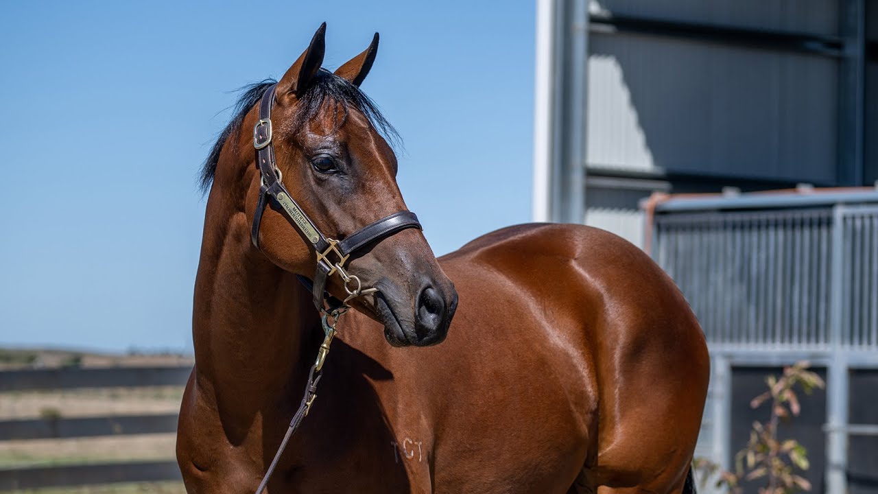 Lot 48 Strasbourg x En Amont Filly from Macleay Thoroughbreds - YouTube