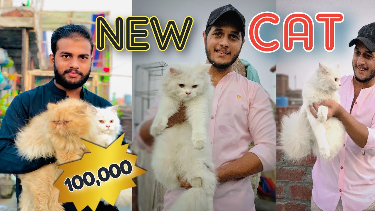 1 Lakh ki Cat😺 kittens Free me mil gai😍 |Cat | pet Vlog | Dehaat Ka ...