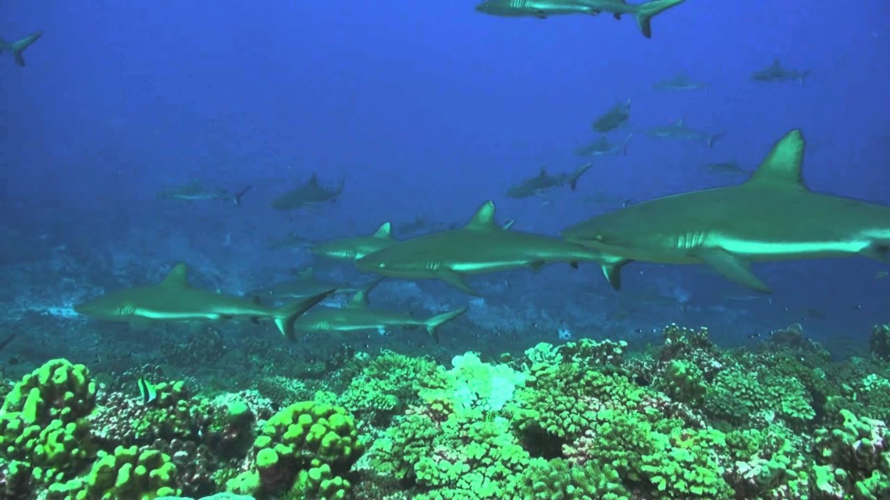 Tuamotus Fakarava diving Sharks Wall - YouTube