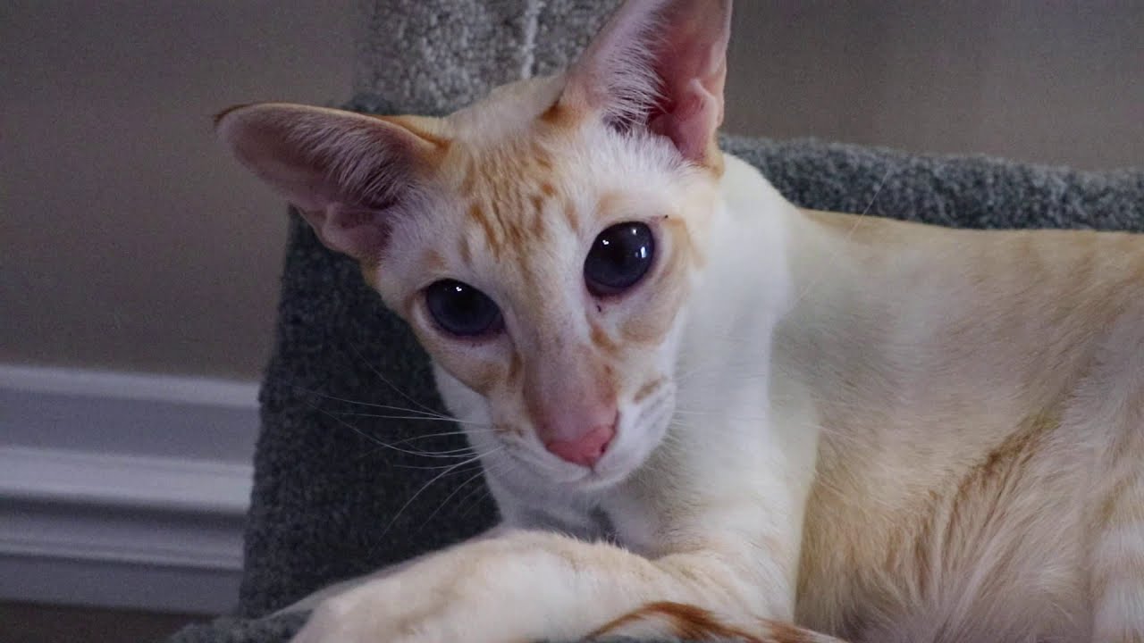 Catnip High! (HD) - YouTube