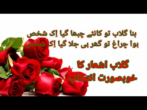 urdu poetry urdu shayri 2lines poetry Beautiful Rose Poetry In Urdu ...