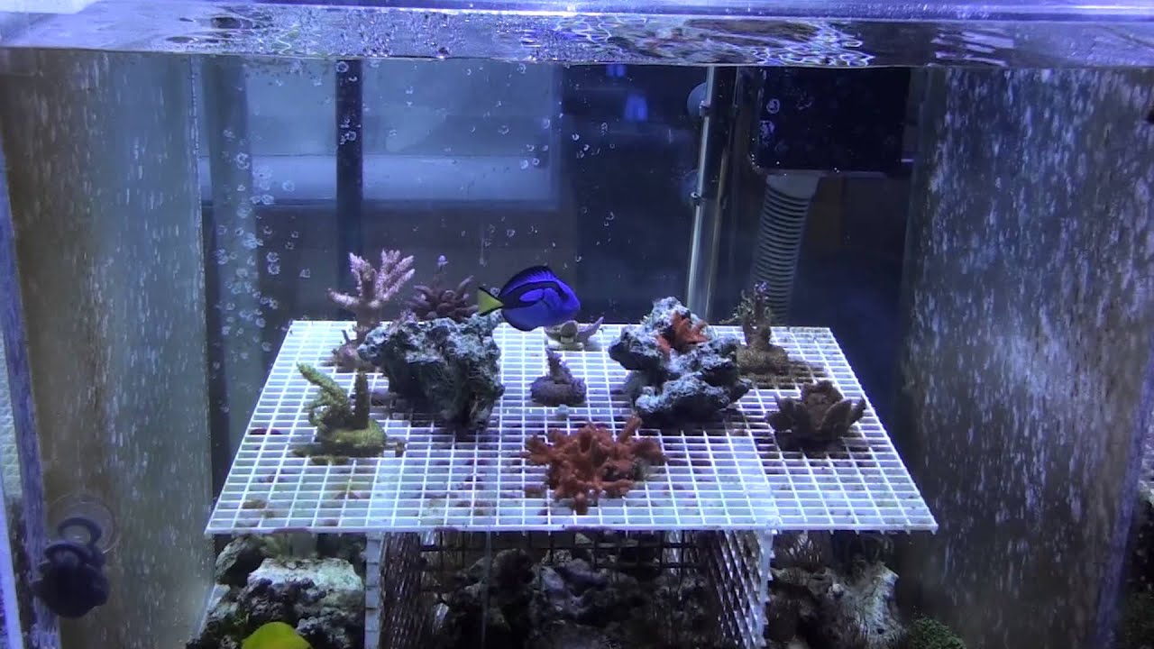 1 Year Update of reef tanks w/ Different filtration systems - YouTube