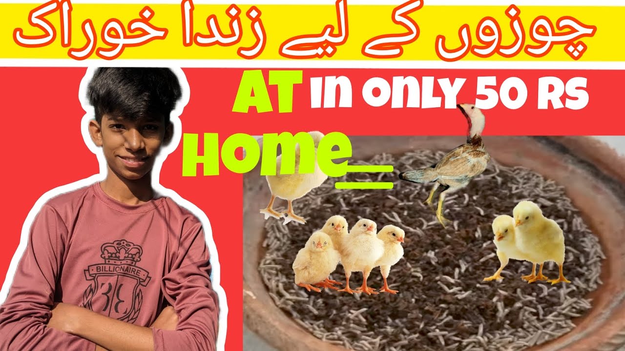 how to make live food 🪱at home in only 4days easy way best protein for ...