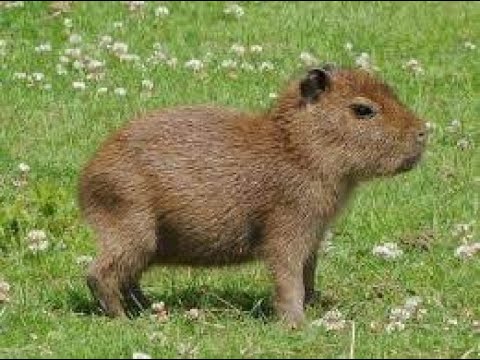 The capybara song 10h version