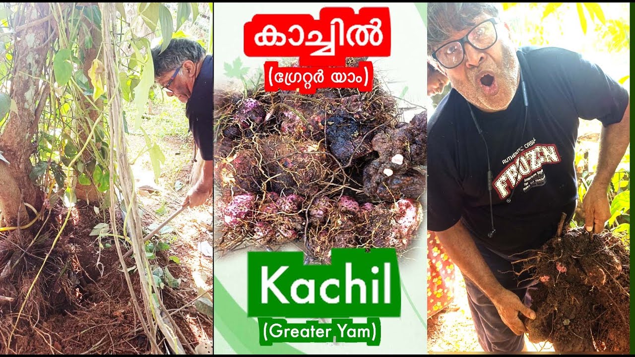 കാച്ചിൽ Kachil (Greater Yam)#shortsviral #keraladish #kachil#shortsfeed ...