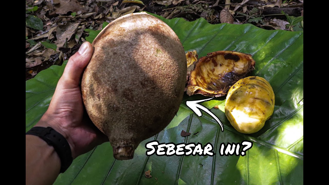 Buah Kepayang, buah liar yang beracun - YouTube