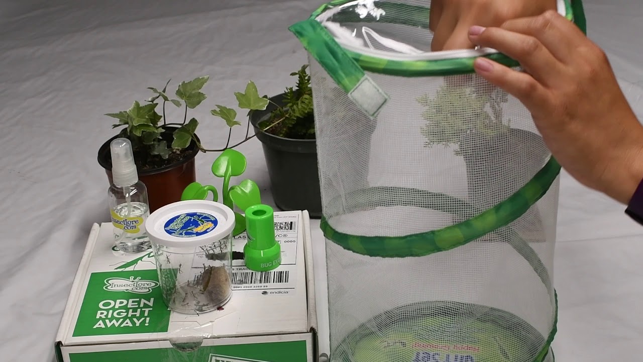 Insect Lore Praying Mantis gift set unbox - YouTube