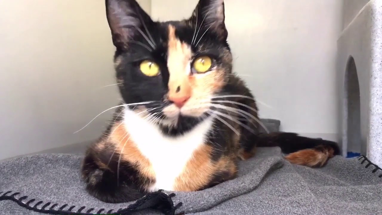 Beautiful little Calico loaf 🍞 - YouTube