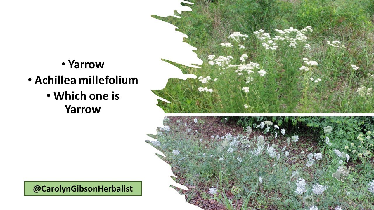 How to Identify Yarrow - YouTube