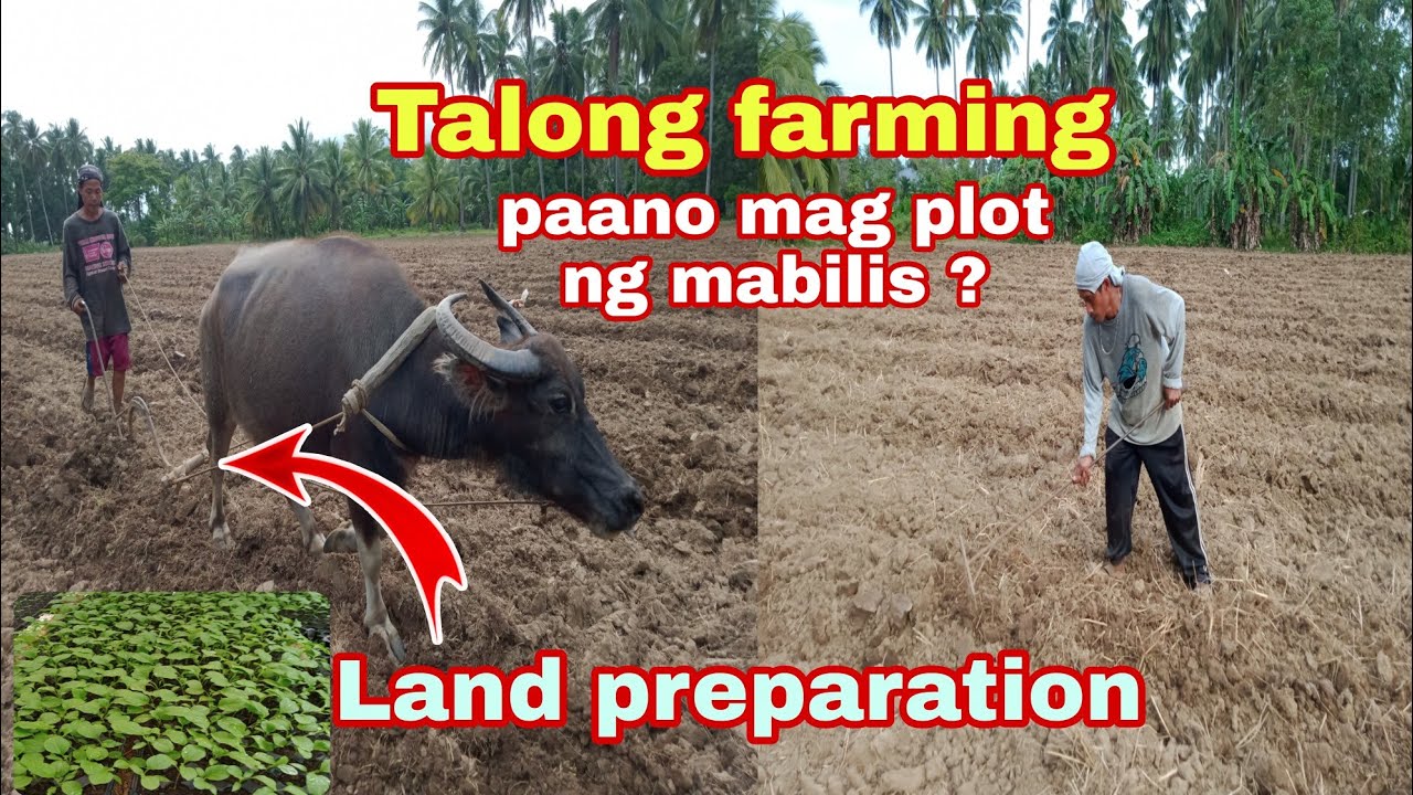 Talong farming land preparation paano mag plot ng mabilis? - YouTube