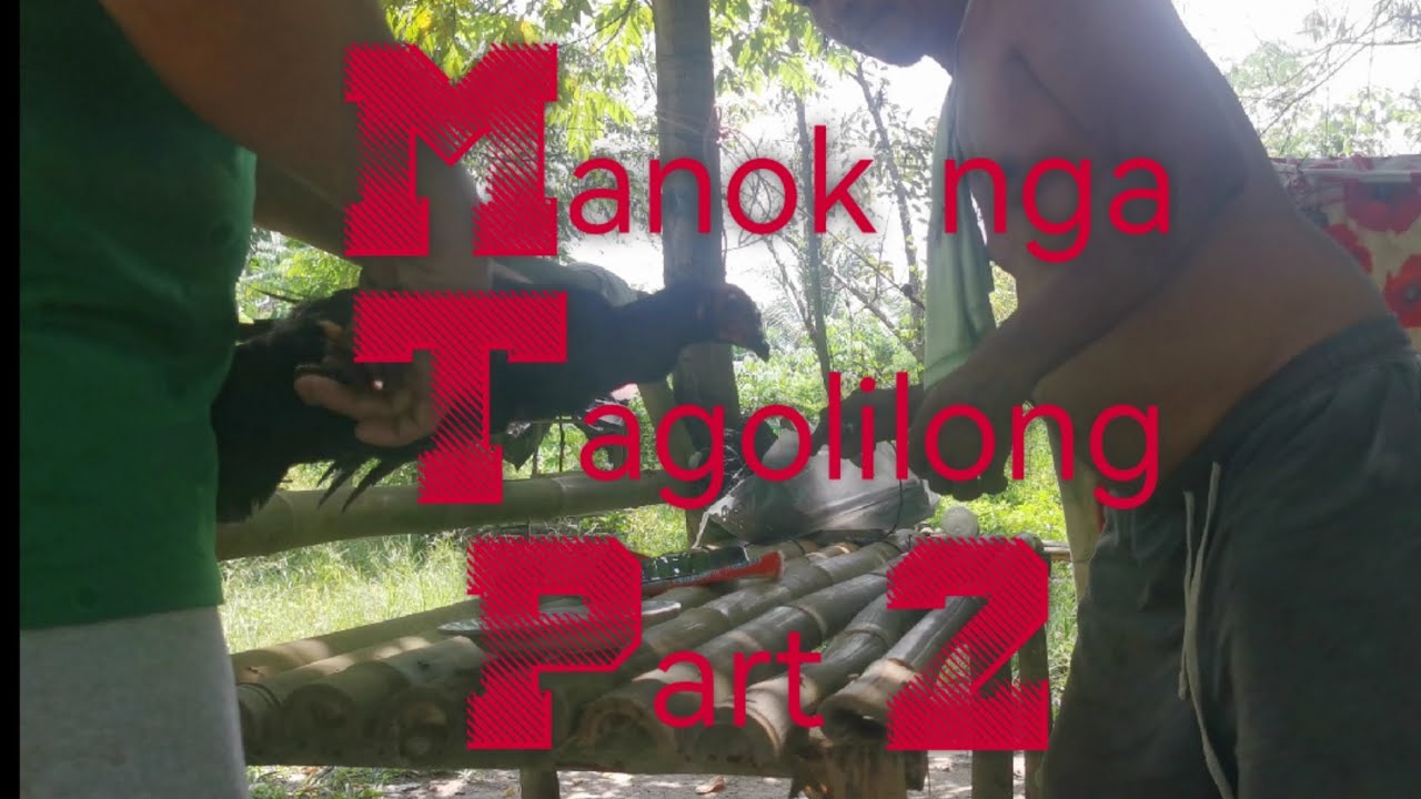 Manok nga Tagolilong Part 2 Amoa nang ge luto - YouTube