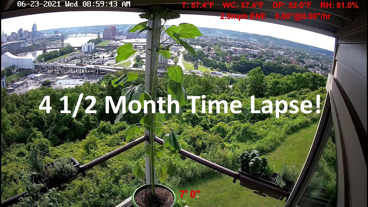 Mammoth Sunflower Full 4 1/2 Month Seed to Bloom Time Lapse - YouTube