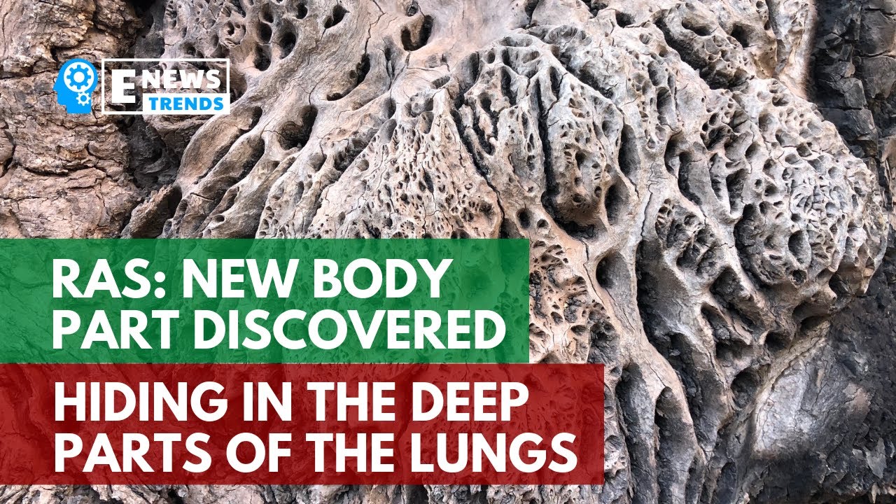 RAS: New Body Part Discovered Hiding in the Deep Parts of the Lungs ...