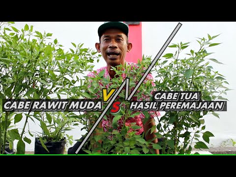 Cabe Tua hasil Peremajaan VS Cabe Muda - YouTube