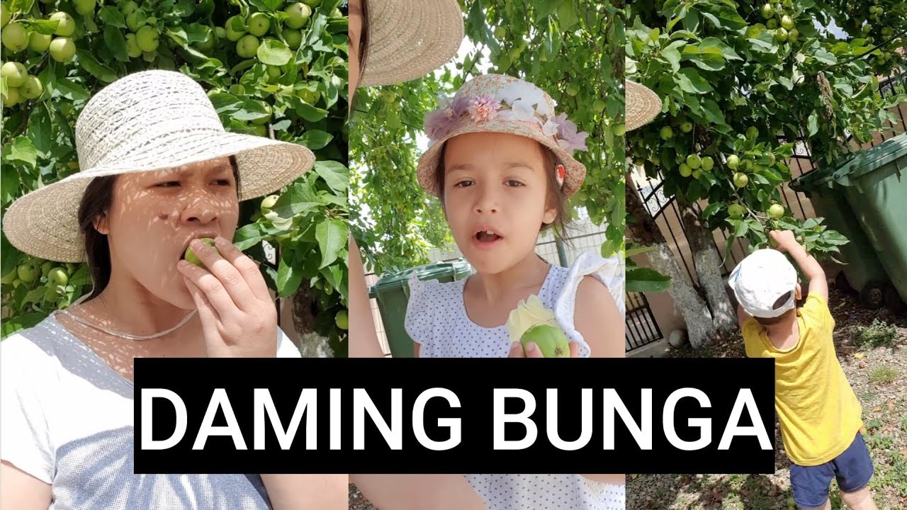 ISANG PUNO NG APPLE GRABE NAG DOUBLE ANG BUNGA - YouTube