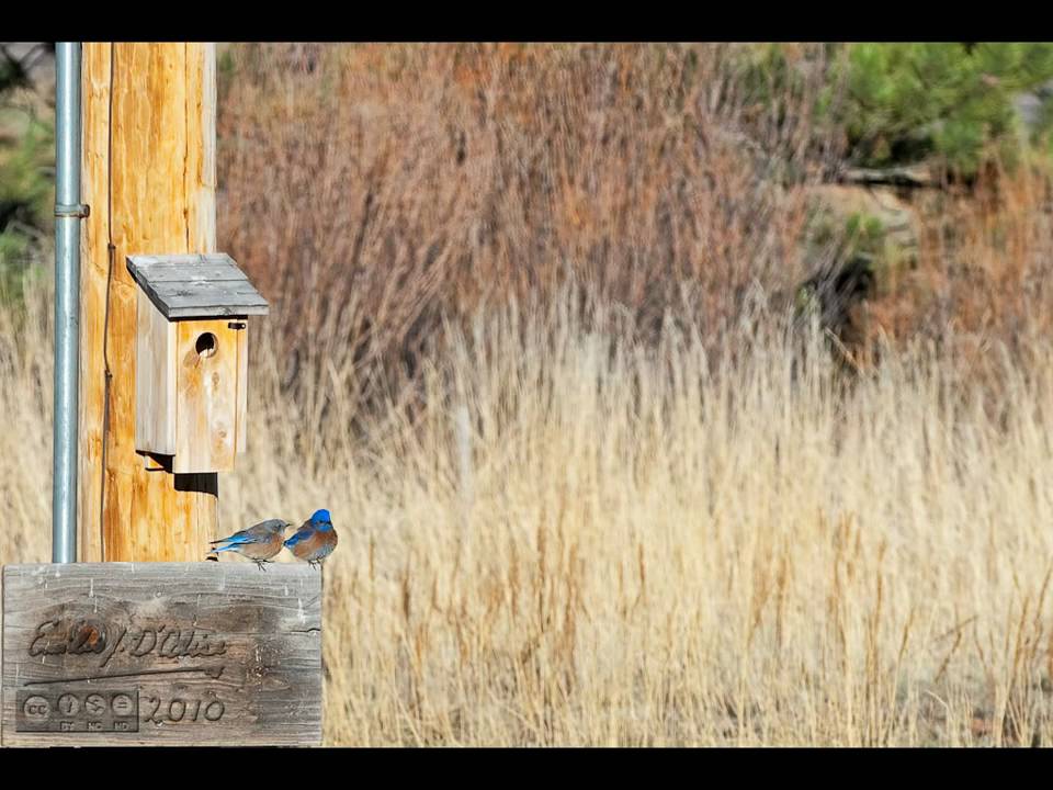 01MAY2010_Blue_Bird_Dance3.wmv - YouTube