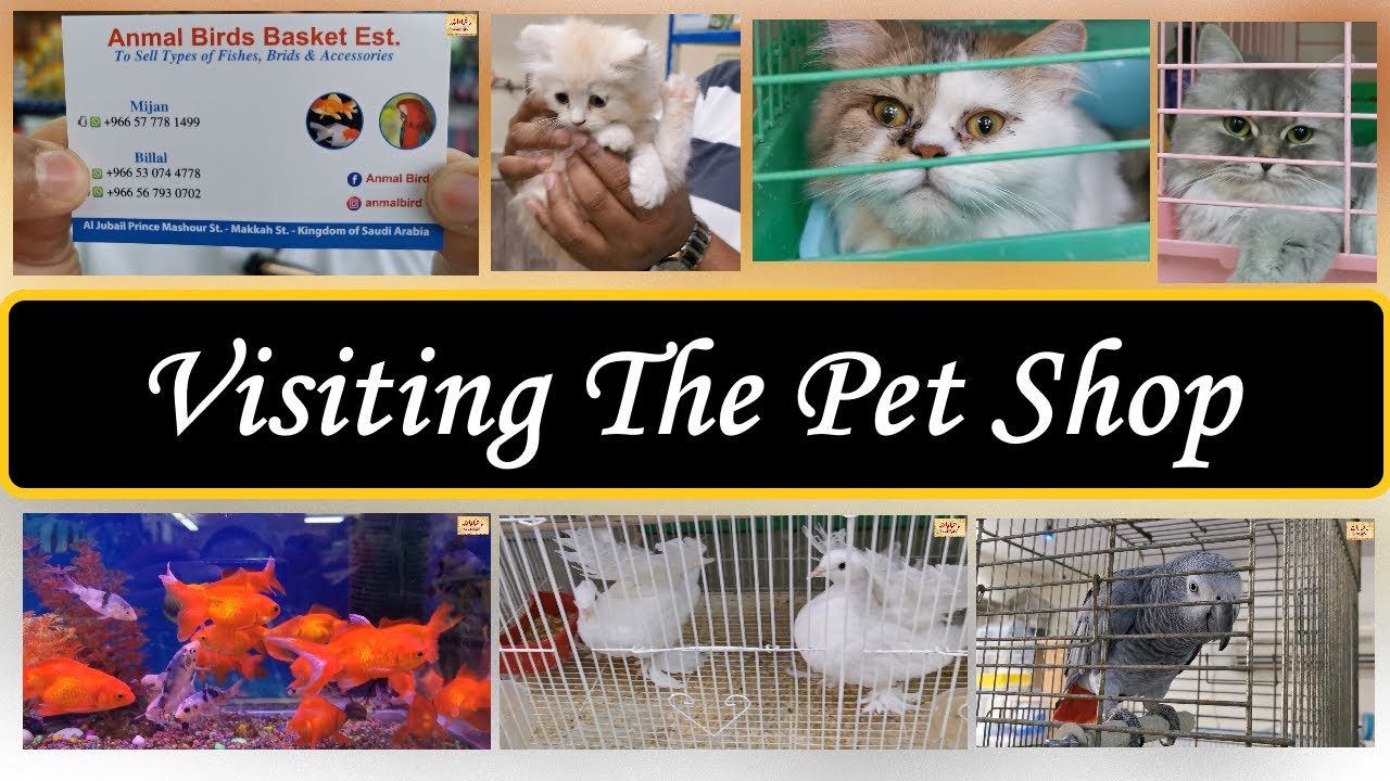 Visiting Pet Shop Al-Jubail || Mohammad Asif - YouTube