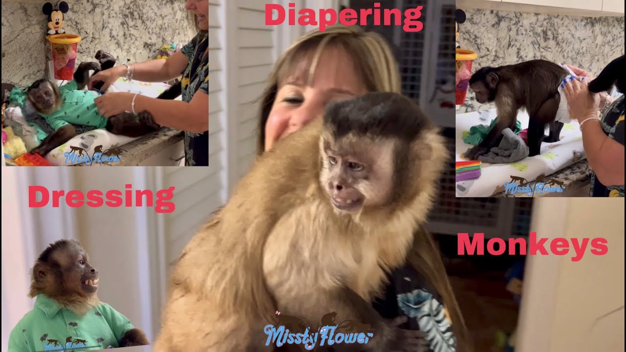 Dressing & diapering our Monkeys 🐵 ️👍🏻😍 - YouTube