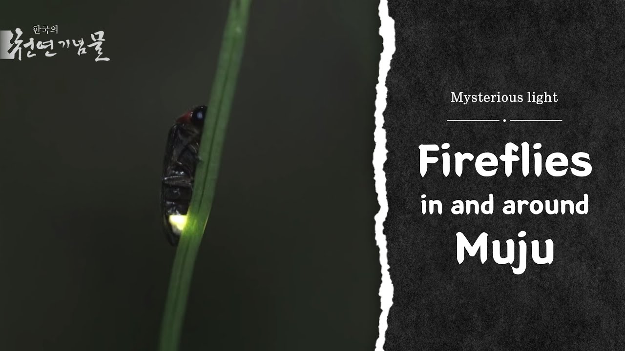 Fireflies in and around Muju and their habitats for food | KOREA - YouTube