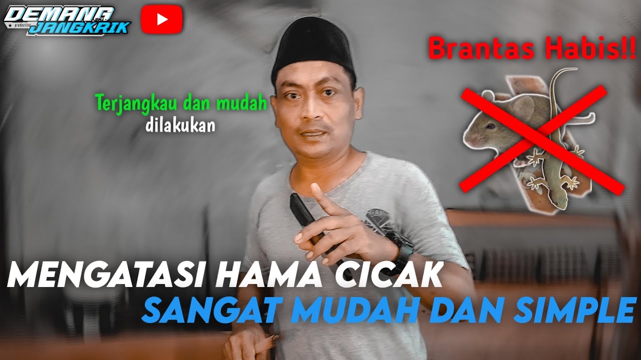 MEMBASMI HAMA CICAK SEBELUM MASUK BOX‎️‍🔥- Agar pertumbuhan jangkrik ...