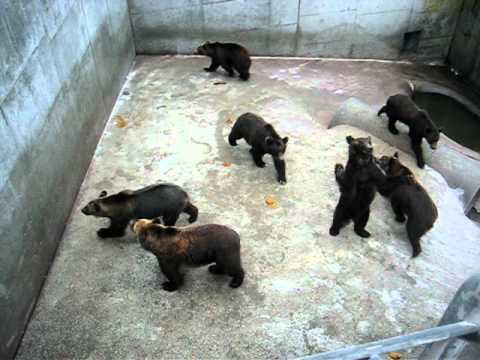 Hokkaido Brown Bear - Part One - YouTube