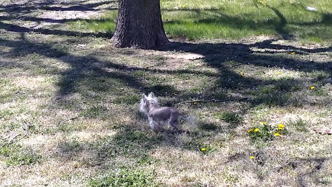 Rare Kansas Silver Wolf - YouTube