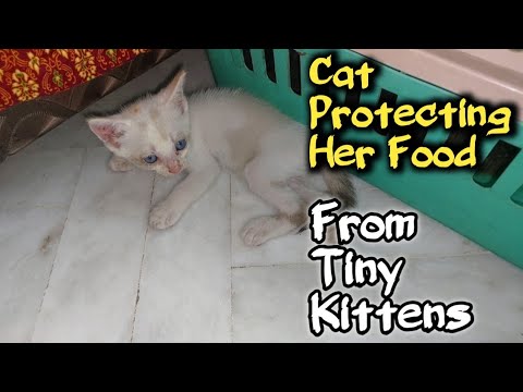 Cat Protecting Her Food From Tiny Kittens and Eating Alone - YouTube