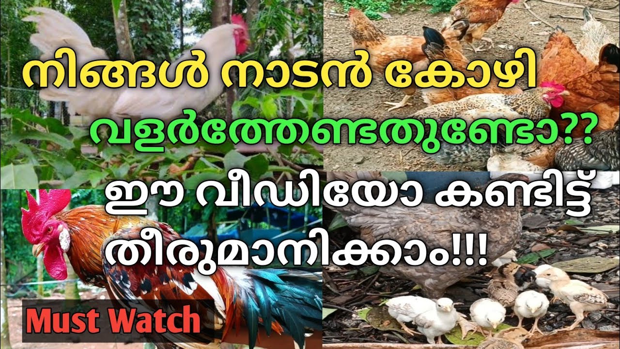 Kozhi Valarthal ലാഭം ഇല്ലാത്ത നാടൻ കോഴി ആളുകൾ എന്തുകൊണ്ട് വളർത്തുന്നു ...