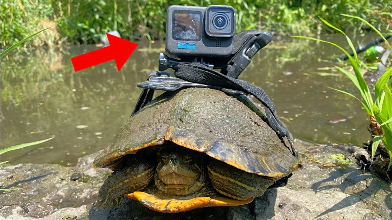 I Put My GOPRO on a Turtle! Insane Footage! - YouTube