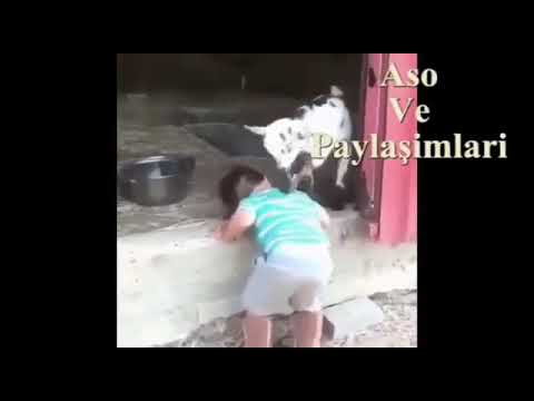 komik Kürtçe vidyo